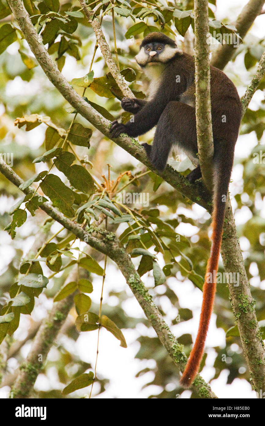 Red-tail Monkey (Cercopithecus ascanius) in tree, Kibale National Park ...