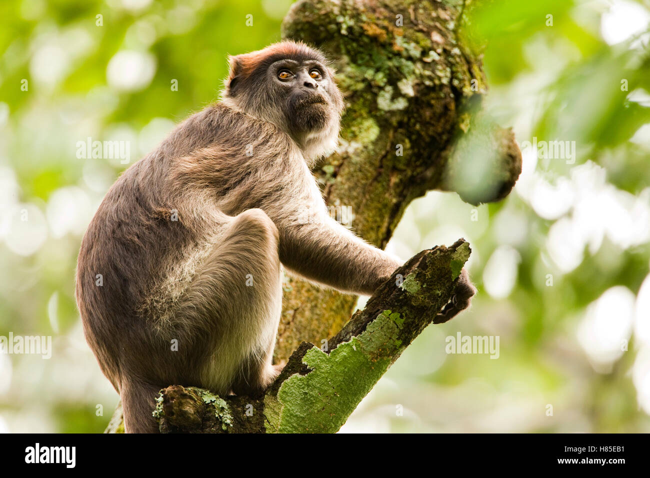 Eastern Red Colobus (Procolobus rufomitratus) in tree, Kibale National ...