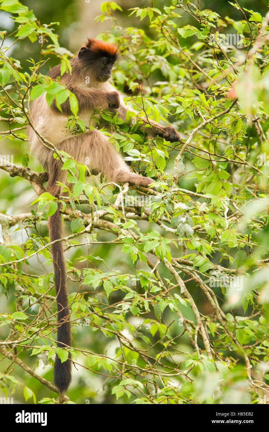 Eastern Red Colobus (Procolobus rufomitratus) sub-adult feeding on ...