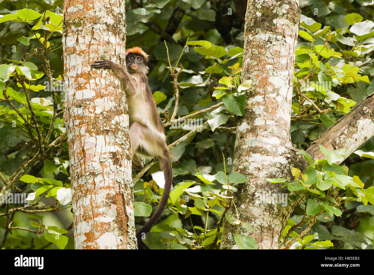 Eastern Red Colobus (Procolobus rufomitratus) juvenile climbing ...