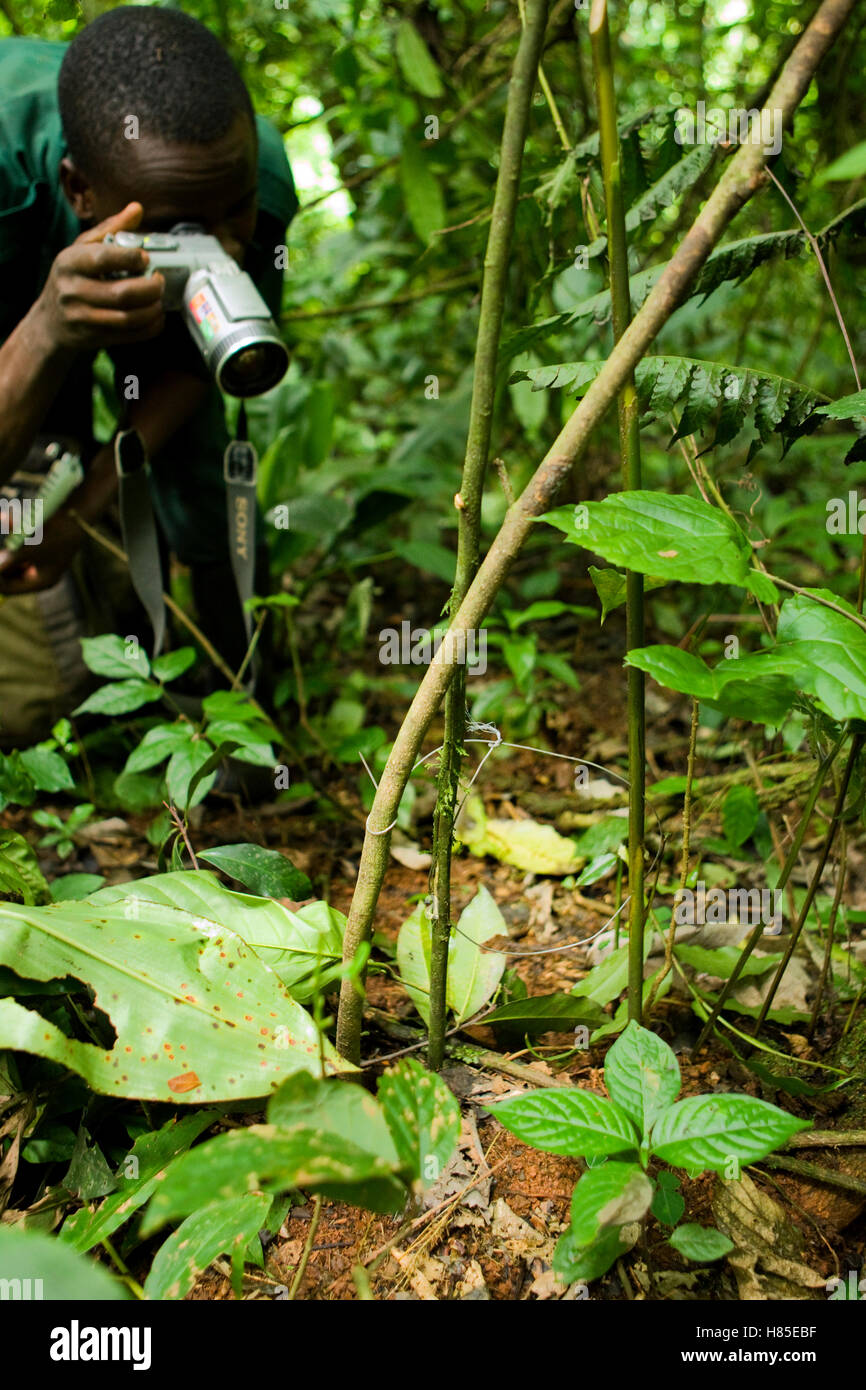 Anti-poaching snare removal team member, Godfrey Nyesiga, photographing ...