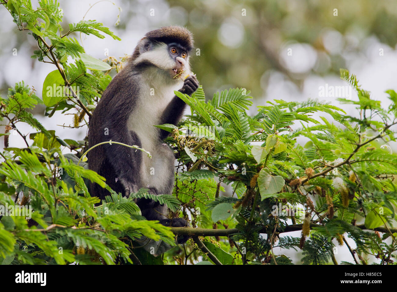 Red-tail Monkey (Cercopithecus ascanius) feeding on flowers in tree ...