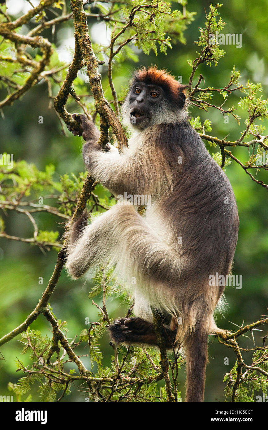 Eastern Red Colobus (Procolobus rufomitratus) male in tree, Bigodi ...