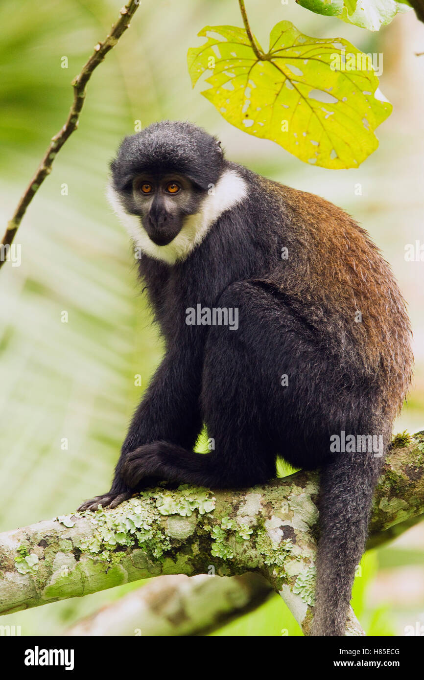 L'hoest's Guenon (Cercopithecus lhoesti) in tree, Bigodi Wetland ...