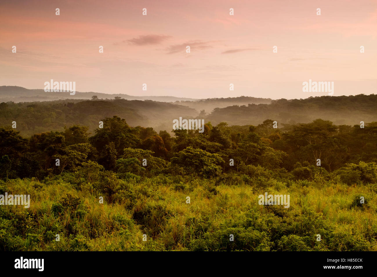 Savanna and tropical rainforest at sunrise, Kibale National Park ...