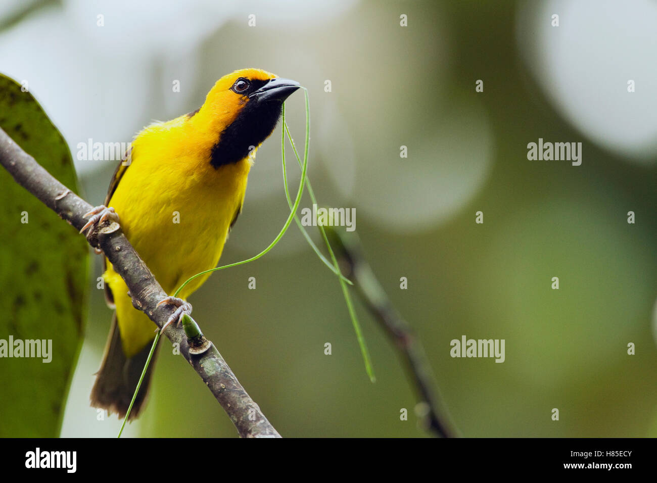 Black-necked Weaver (Ploceus nigricollis) male carrying nesting ...