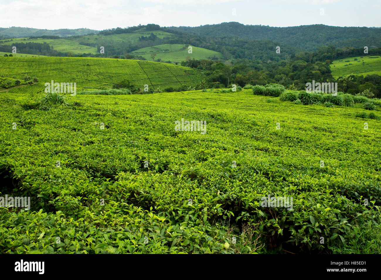 Tea plantation bordering protected rainforest, Kibale National Park ...