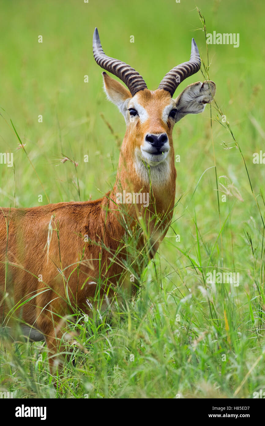 Kob (Kobus kob) male, Toro-Semliki Wildlife Reserve, Western Rift ...
