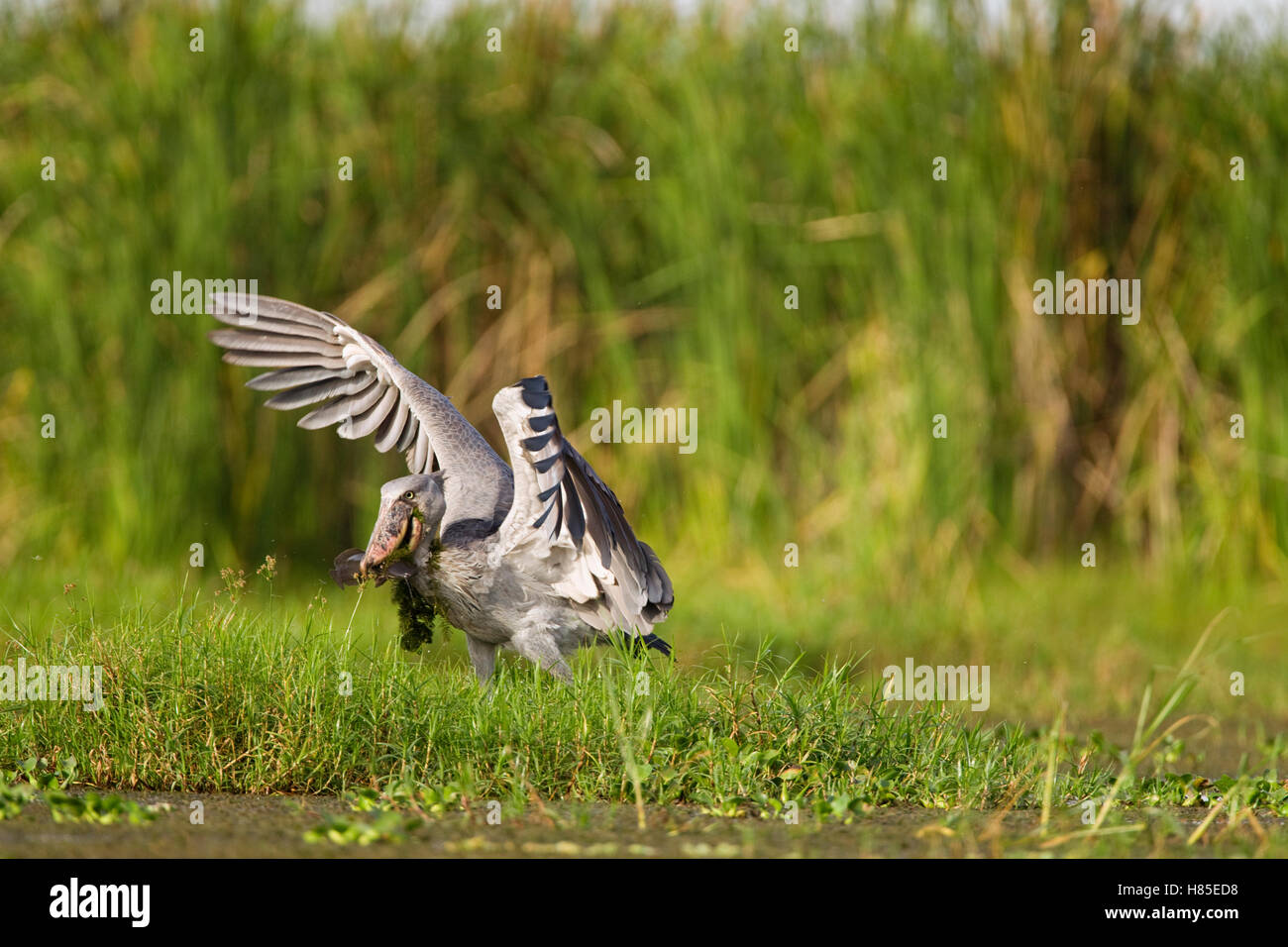Shoebill (Balaeniceps rex) landing with fish prey, Lake Albert, Toro ...
