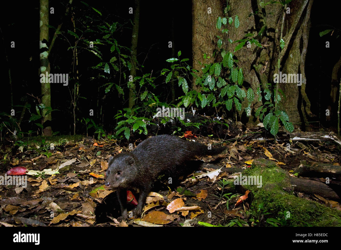 Marsh Mongoose (Atilax paludinosus) in rainforest at night, Kibale ...