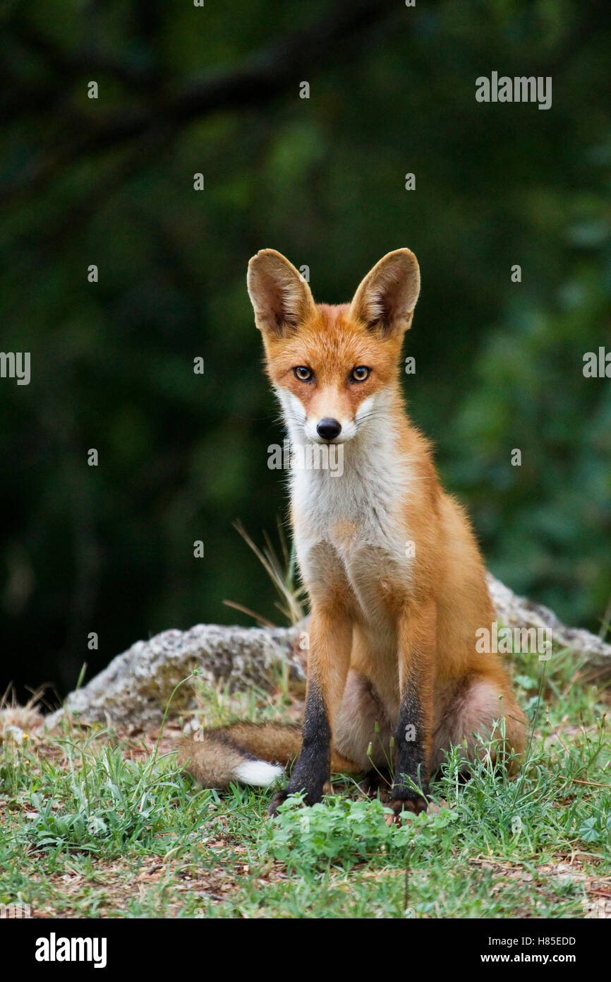 Red Fox (Vulpes vulpes), Goult, Luberon Valley, Provence, France Stock ...