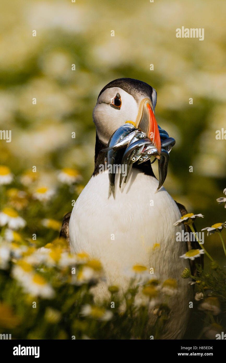 Atlantic Puffin (Fratercula arctica) carrying fish prey, Skomer Island ...