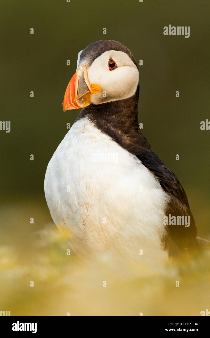 Atlantic Puffin (Fratercula arctica) in breeding plumage, Skomer Island ...