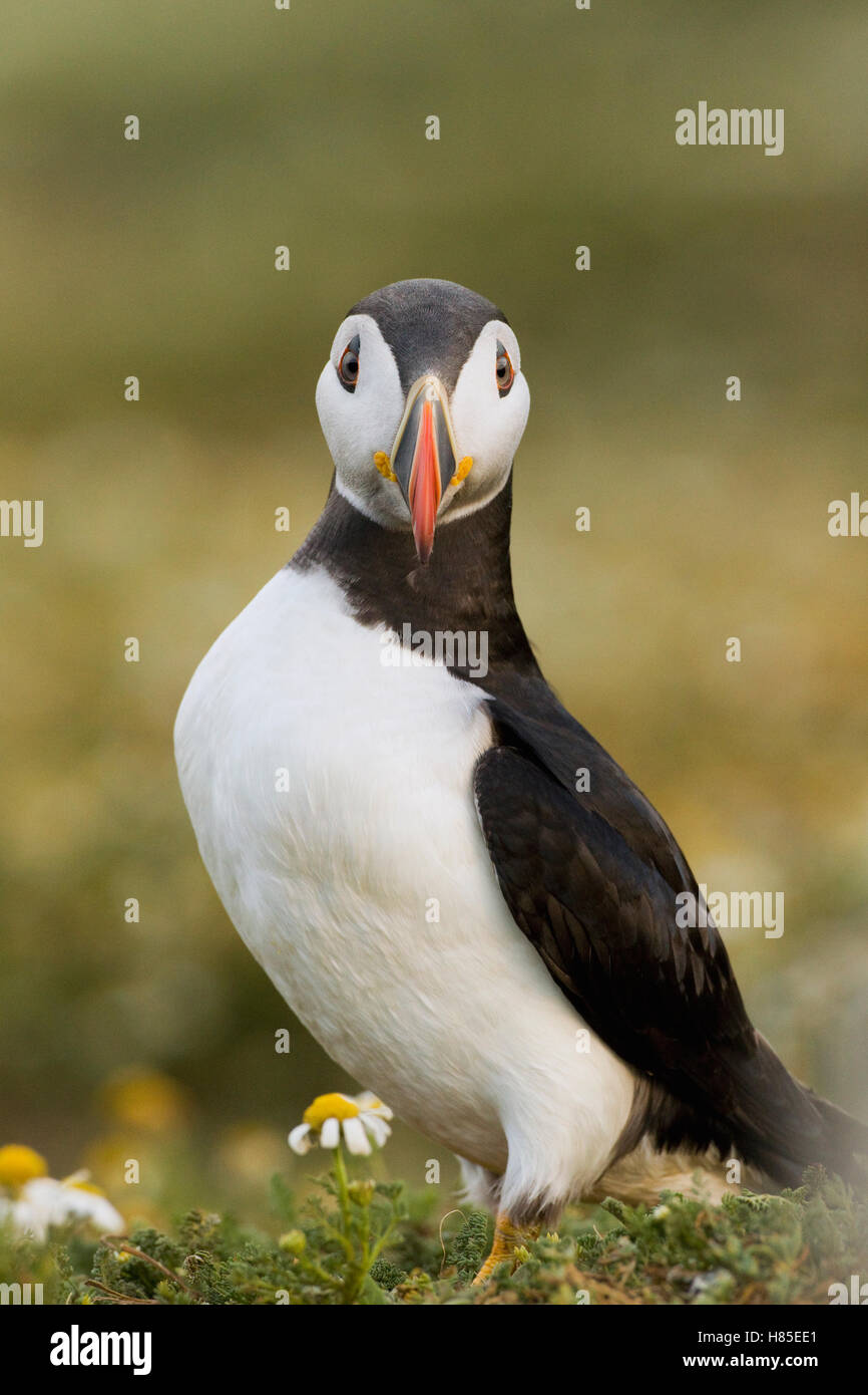 Atlantic Puffin (Fratercula arctica) in breeding plumage, Skomer Island ...