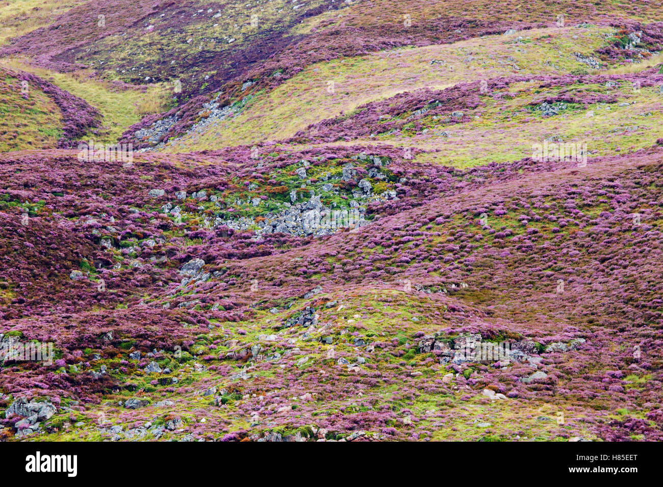 Heather (Calluna vulgaris) flowering in moorland, Scottish Highlands ...