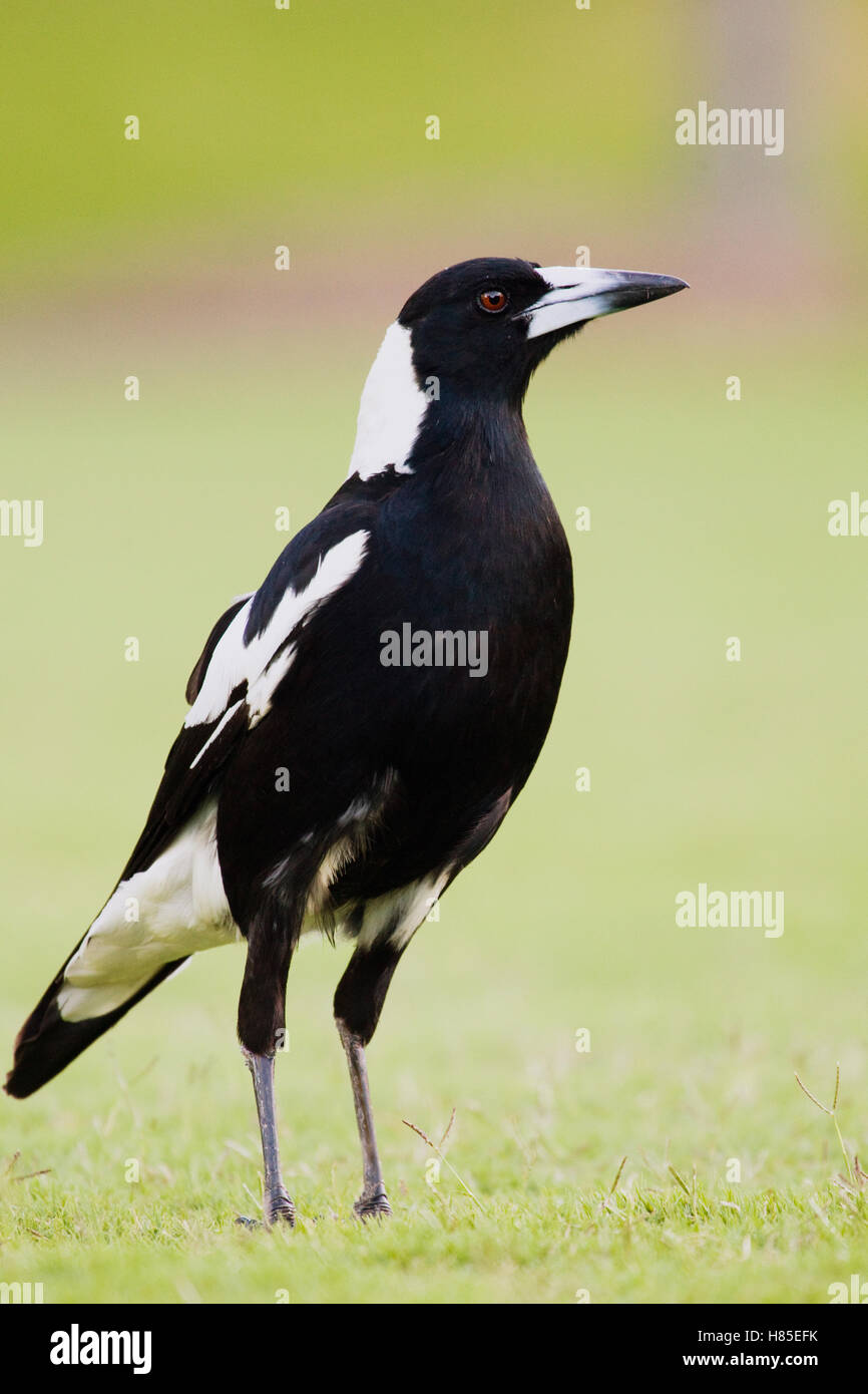 Australian Magpie (Gymnorhina tibicen) male, Royal Botanic Gardens ...