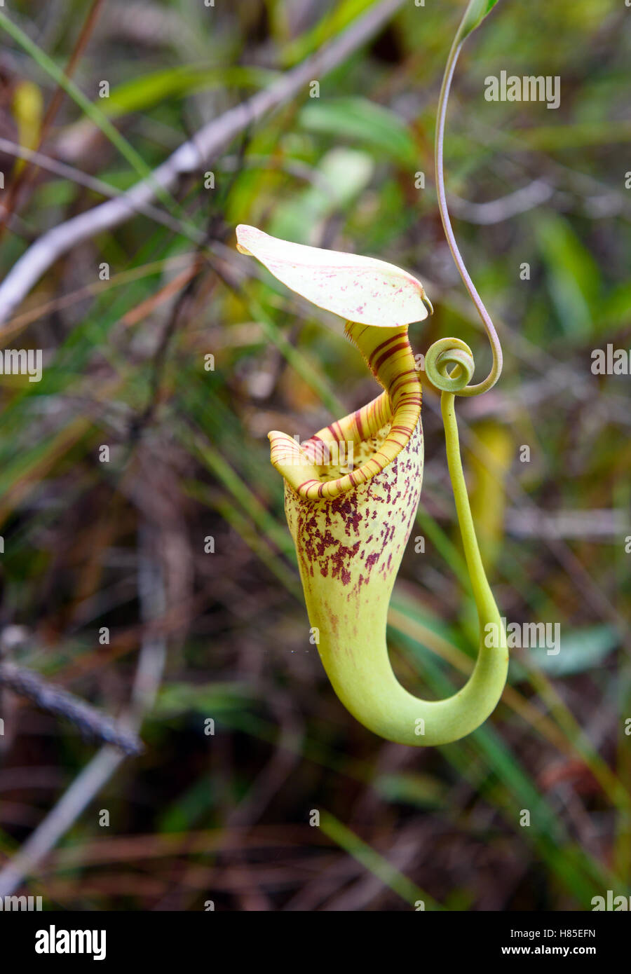 Carnivorous pitcher plant. Nepenthes albomarginata in the rainforest at ...