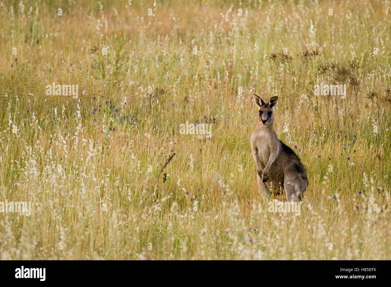 Eastern Grey Kangaroo (Macropus giganteus) sub-adult male in grassland ...