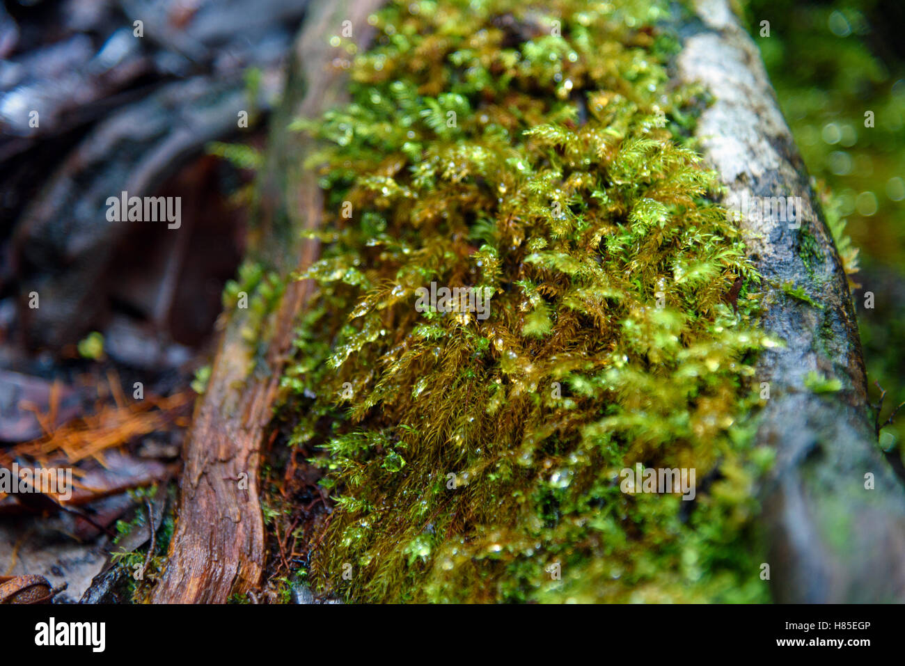 Moss with drops of rain in rainforest at Bako National Park. Sarawak ...