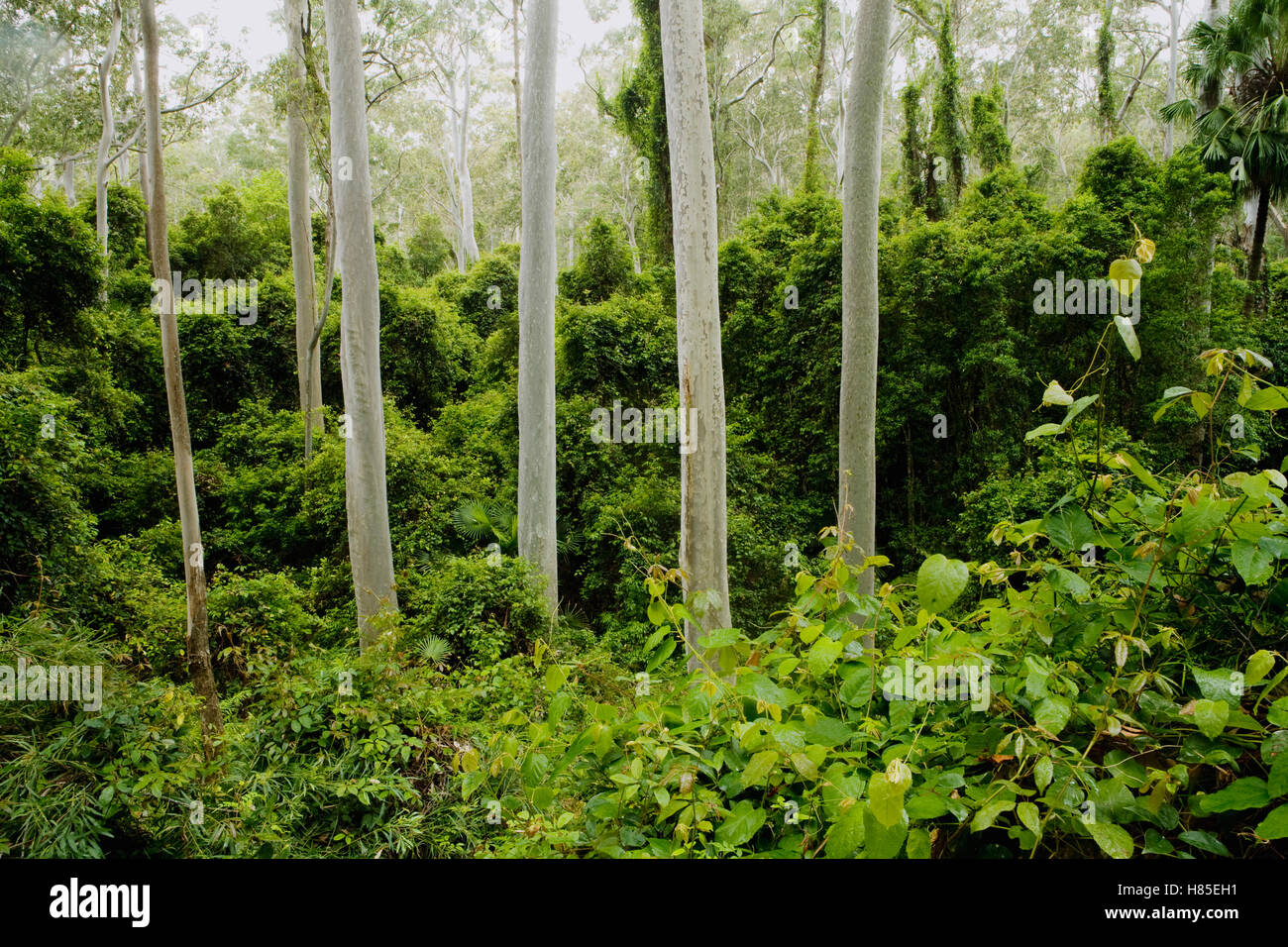 Gum Tree (Eucalyptus sp) forest, Murramarang National Park, New South ...