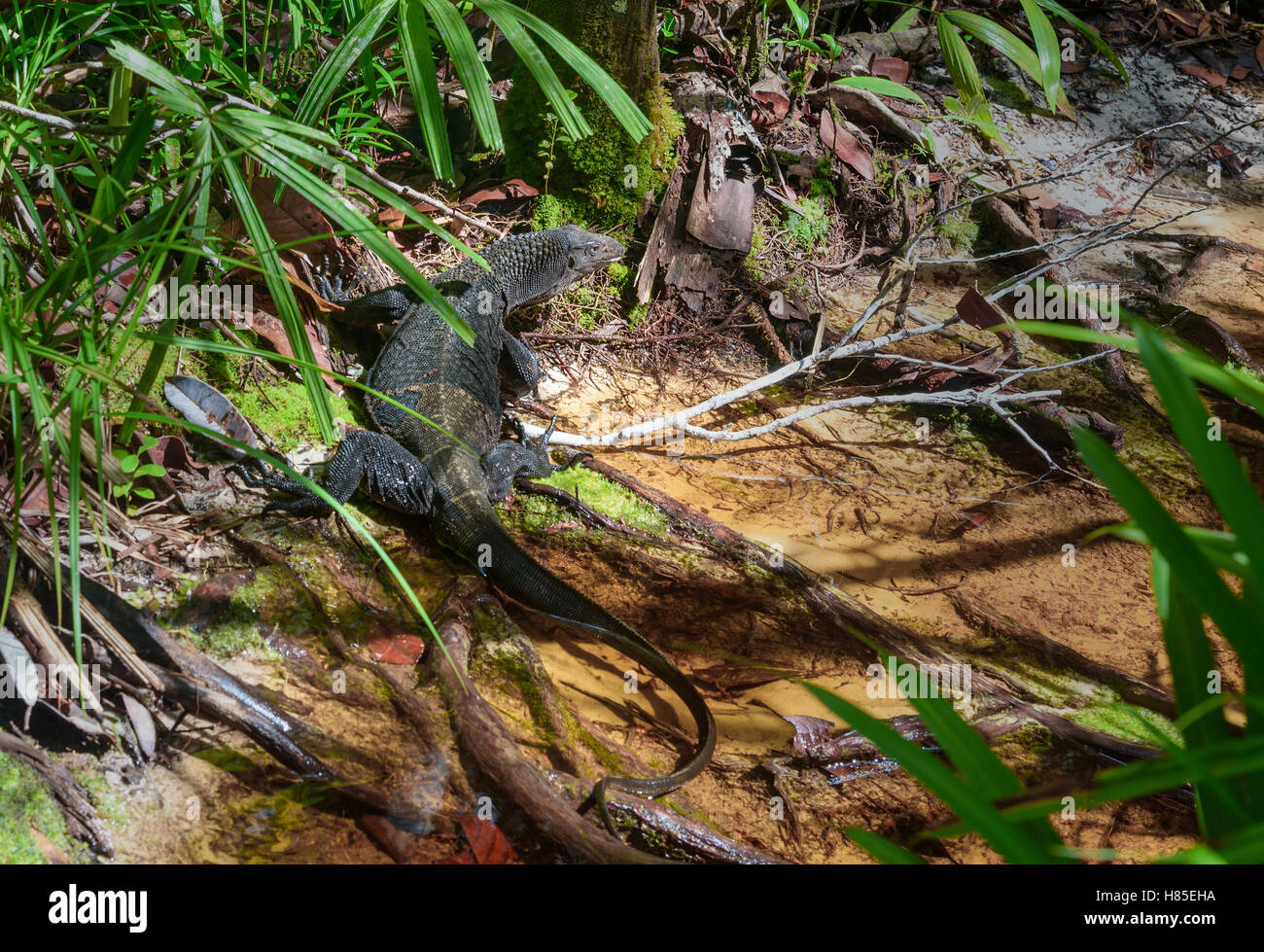 Monitor lizard, varanus on trail in rainforest at Bako National Park ...