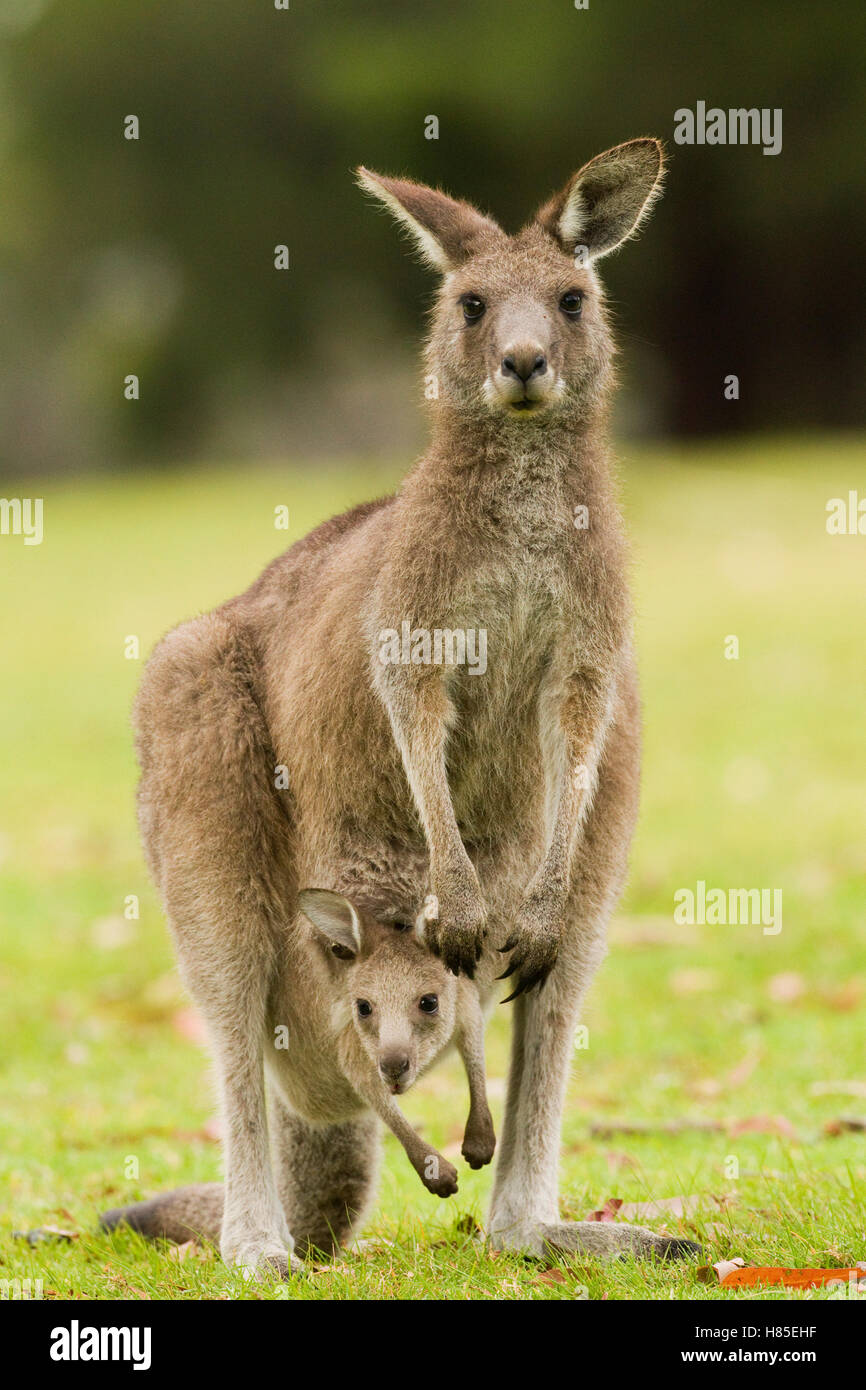 Eastern Grey Kangaroo (Macropus giganteus) mother with joey peering from pouch, Jervis Bay, New ...