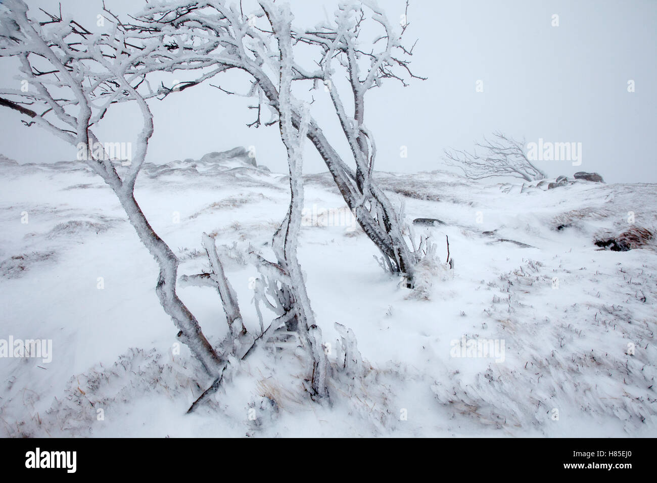 Ice covered trees, Vosges, France Stock Photo - Alamy