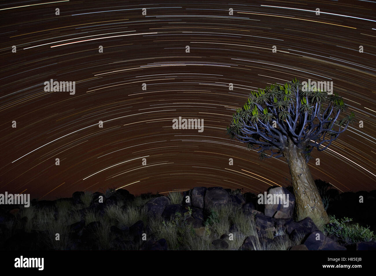 Quiver Tree (Aloe dichotoma) and star trails, Keetmanshoop, Namibia ...