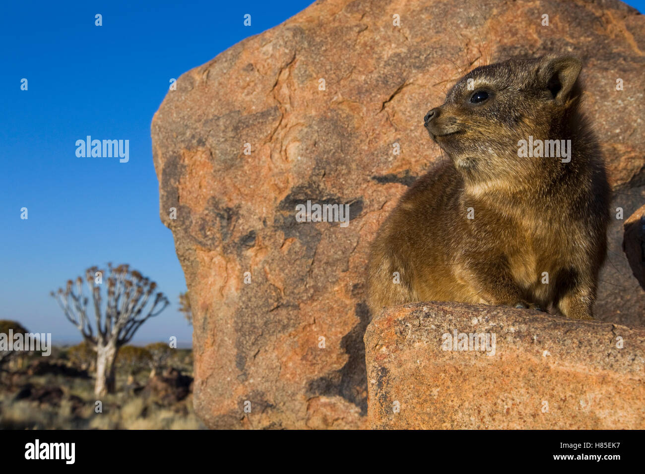 Rock Hyrax (Procavia capensis) juvenile in Quiver Tree (Aloe dichotoma ...