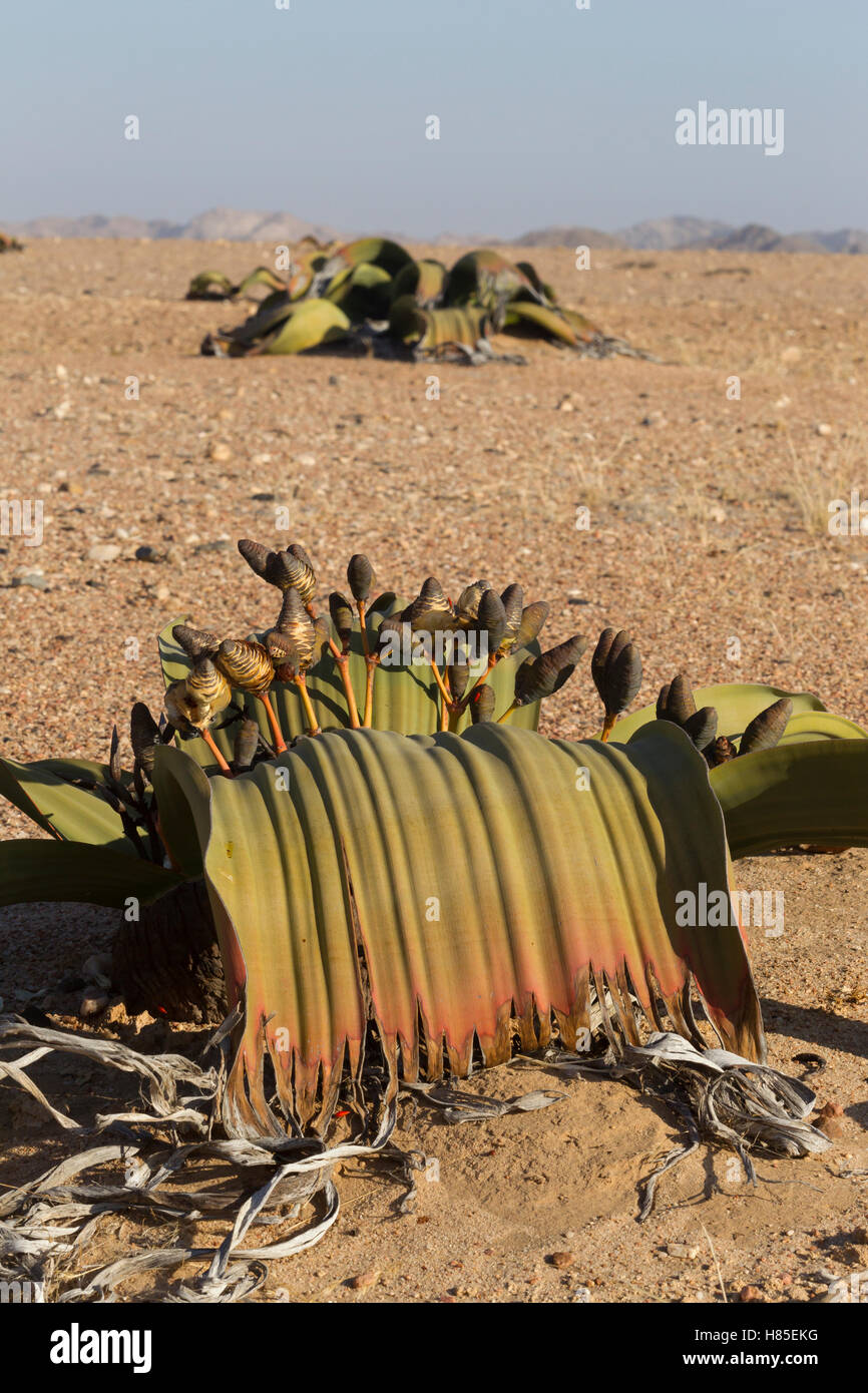 Welwitschia (Welwitschia mirabilis) plants, Namib Desert, Namibia Stock ...