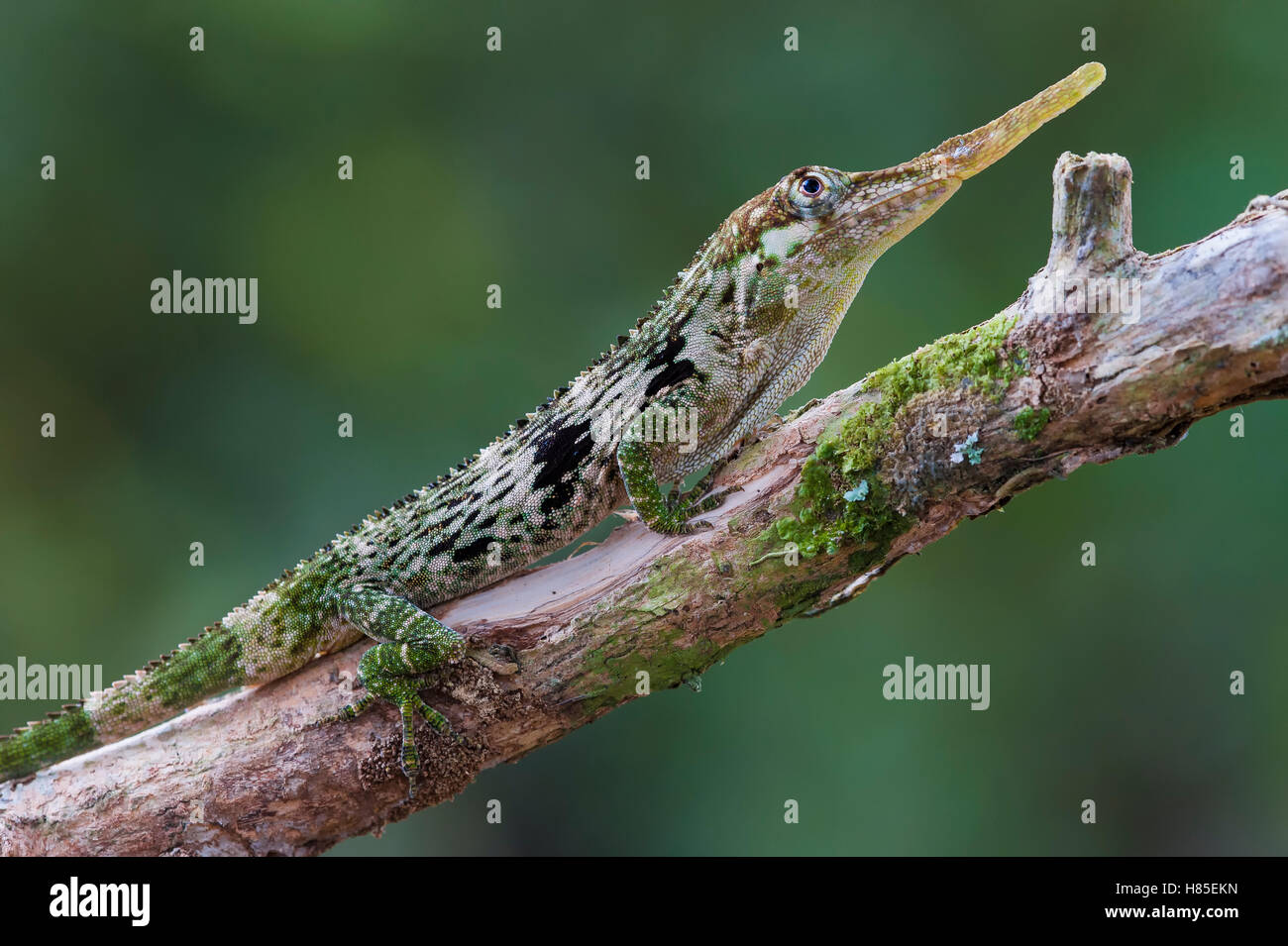 Horned Anole (Anolis proboscis) male, Mindo, Ecuador Stock Photo - Alamy