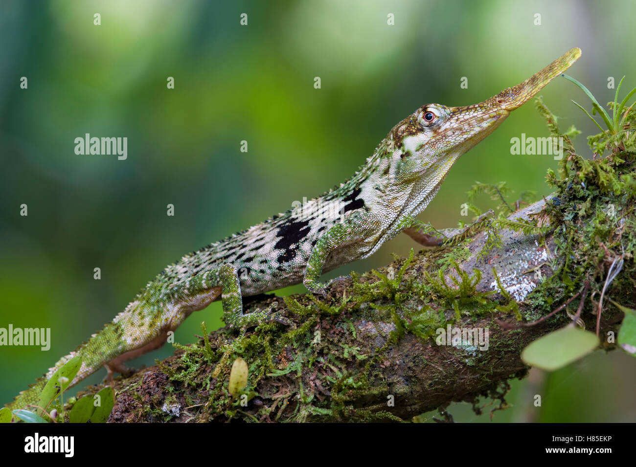 Horned Anole (Anolis proboscis) male, Mindo, Ecuador Stock Photo - Alamy