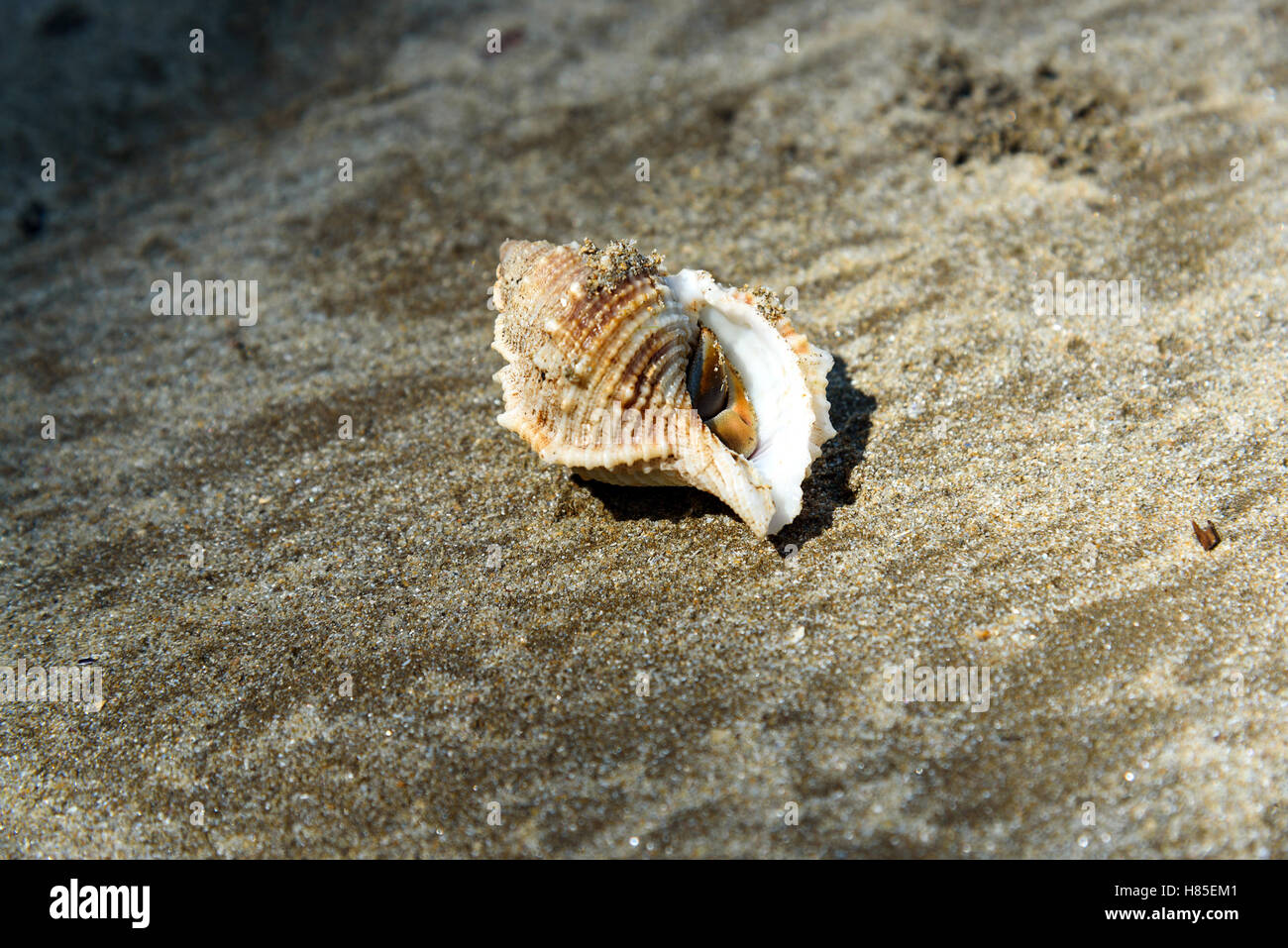 Shell with hermit crab on sand. Tajor beach in Bako National Park ...
