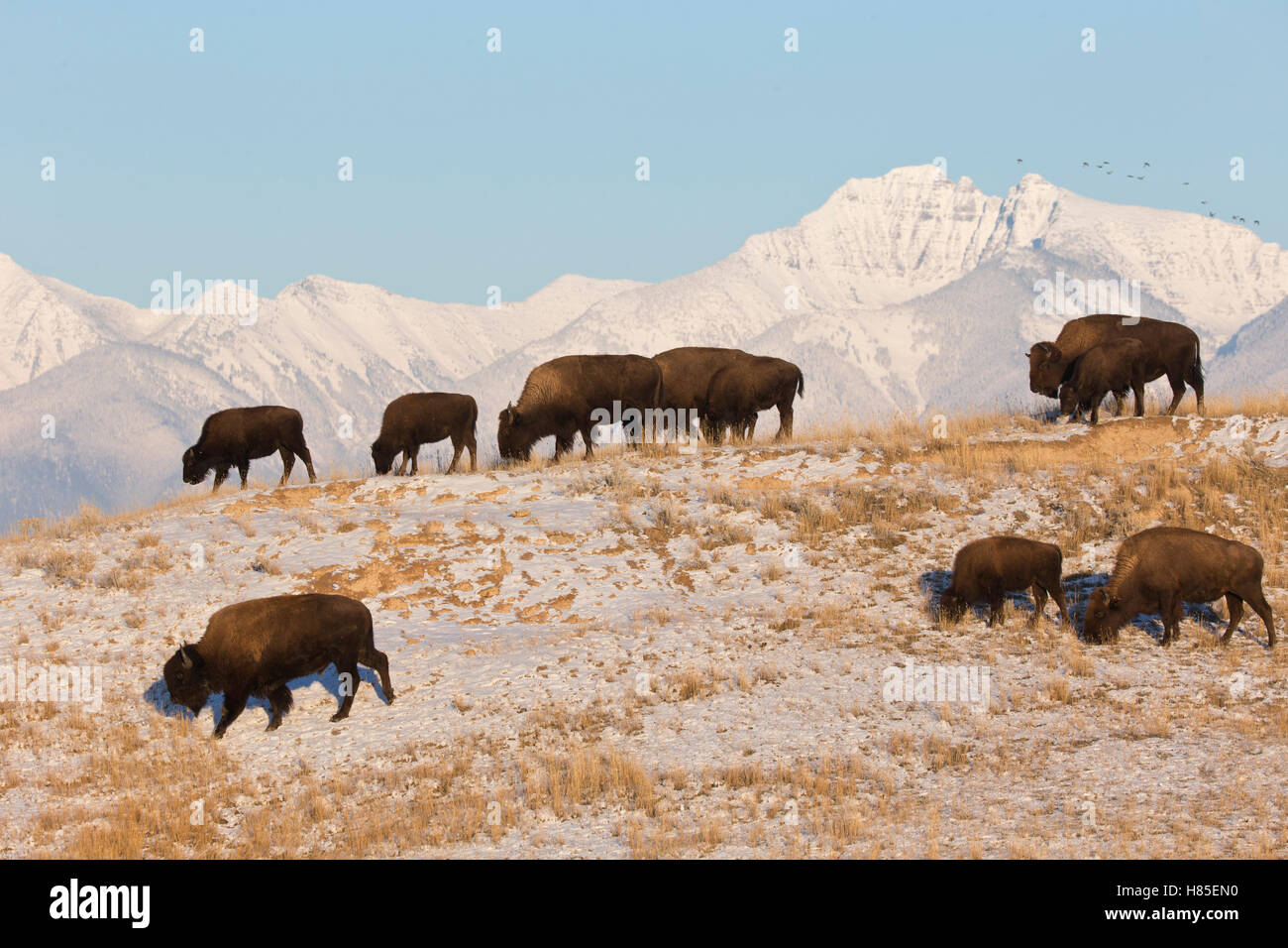 American Bison (Bison bison) females and calves grazing after late ...