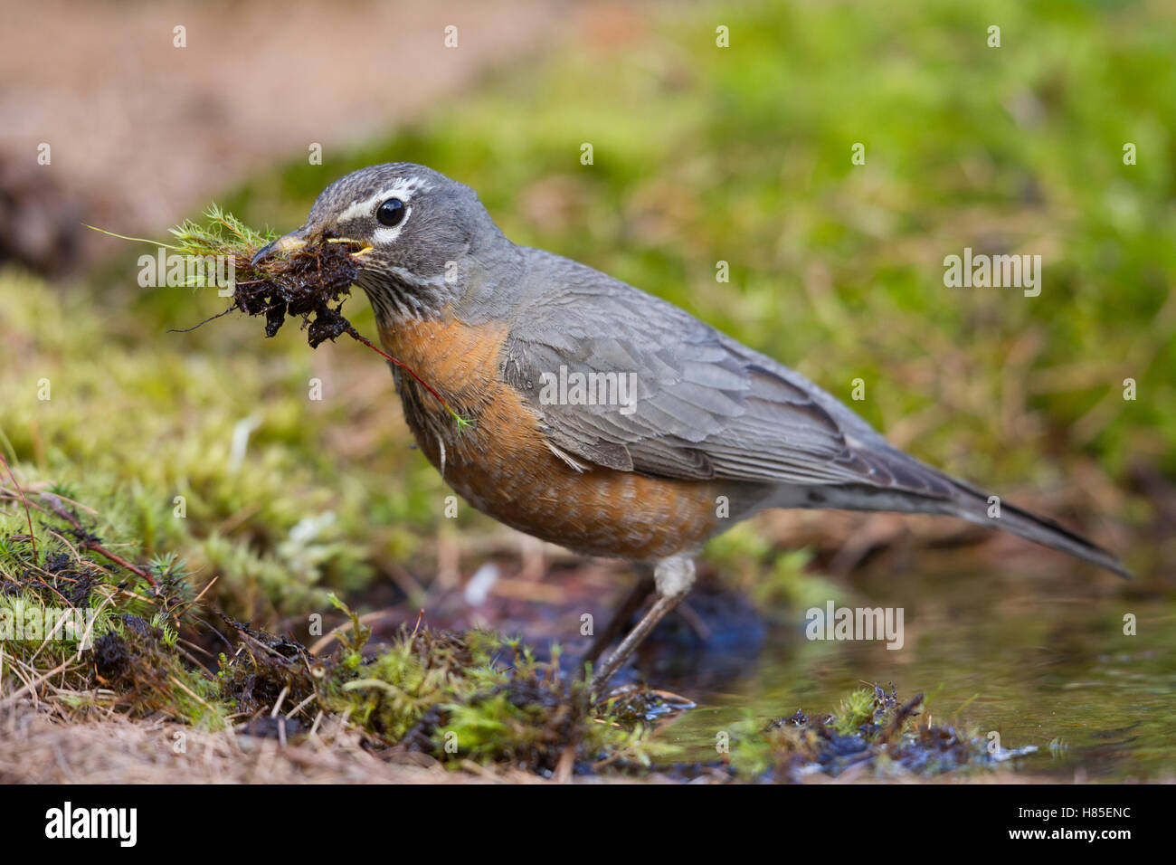 American Robin (Turdus migratorius) gathering nesting material, western ...