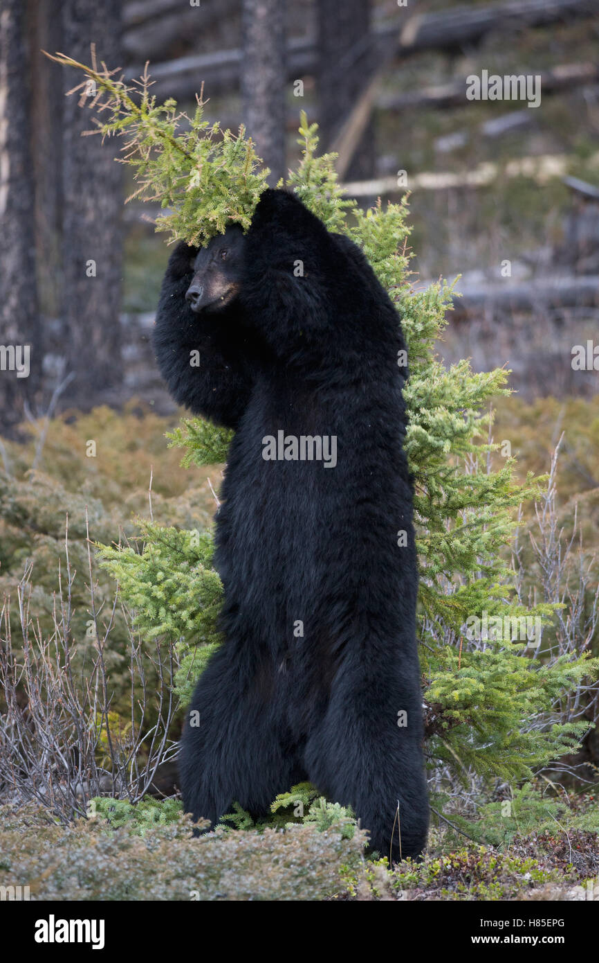 Black Bear (Ursus americanus) male scratching back on tree, western ...