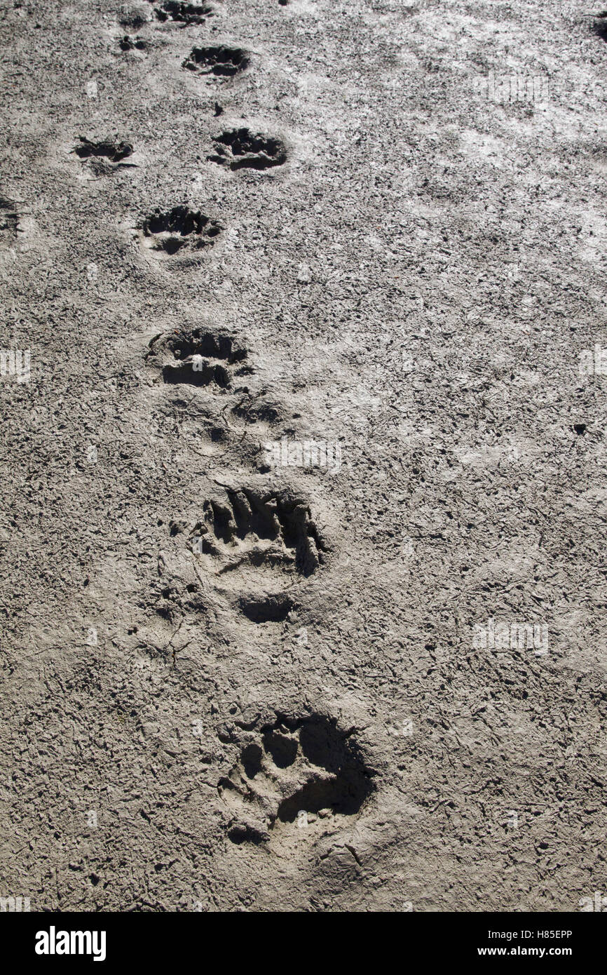 Black Bear (Ursus americanus) tracks in mud, Alberta, Canada Stock ...
