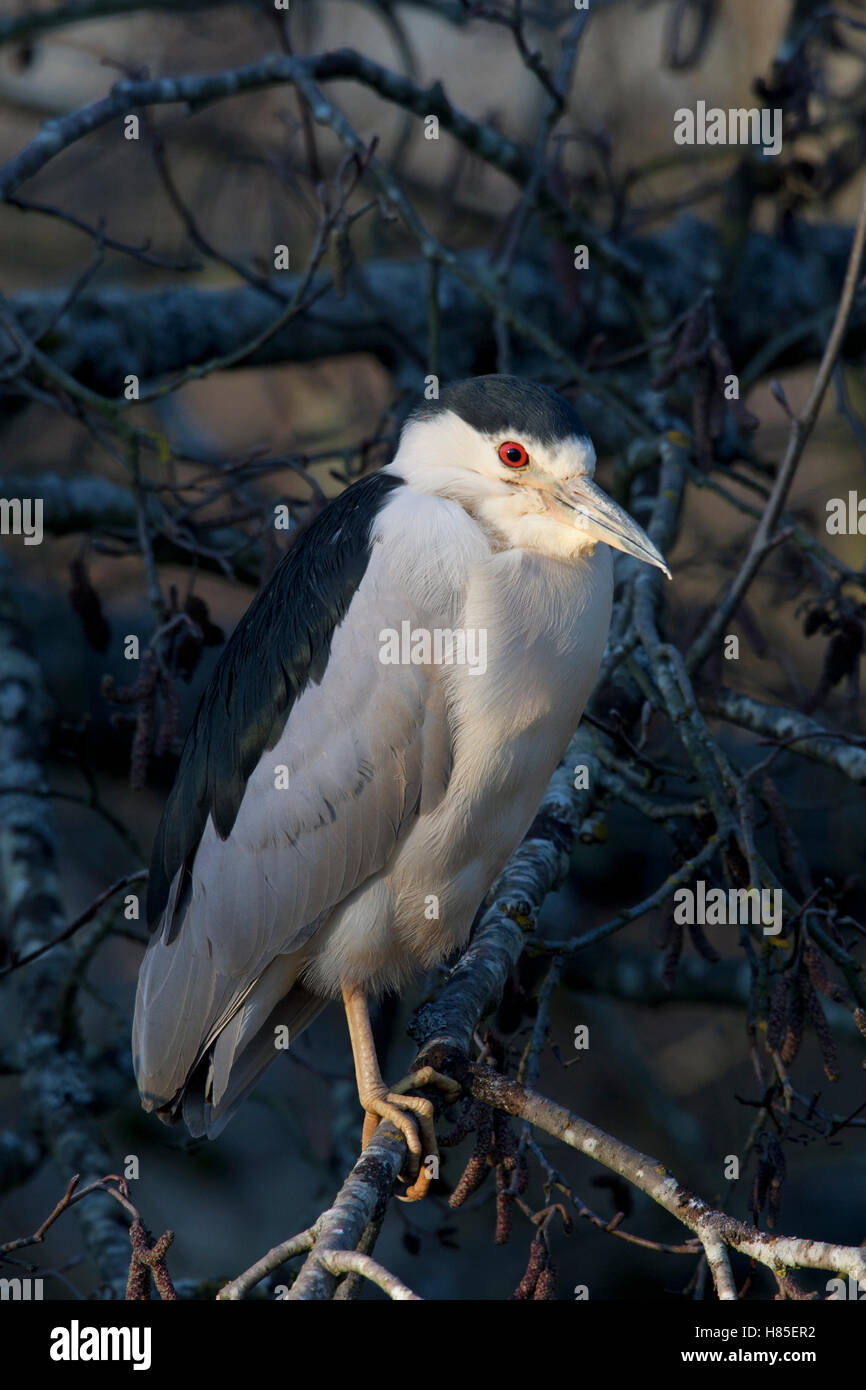Black-crowned Night Heron (Nycticorax nycticorax), Florida Stock Photo ...