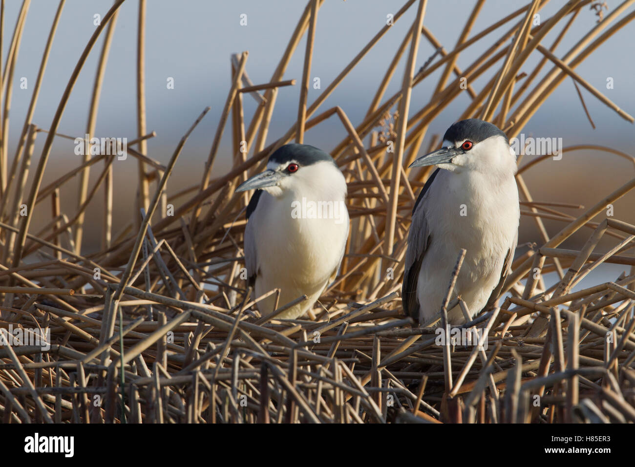 Black-crowned Night Heron (Nycticorax nycticorax) pair, Montana Stock ...