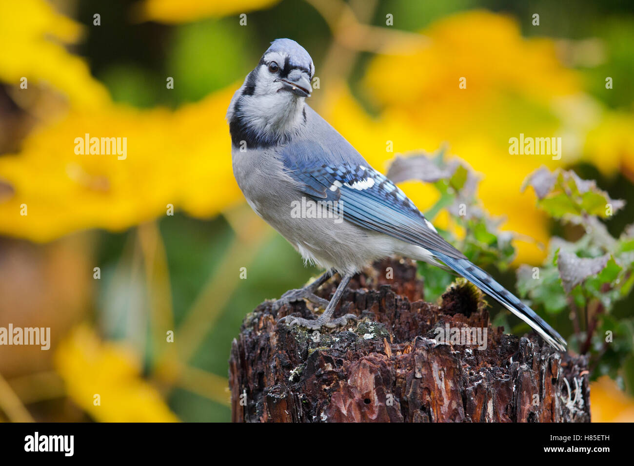 Blue Jay (Cyanocitta cristata), Troy, Montana Stock Photo - Alamy