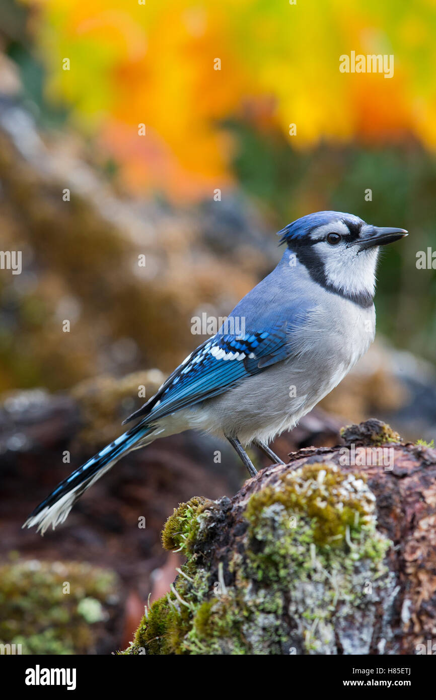 Blue Jay (Cyanocitta cristata), Troy, Montana Stock Photo - Alamy