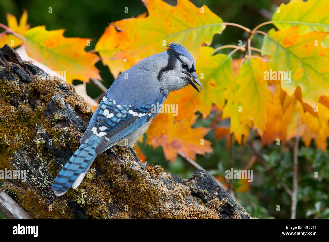 Blue Jay (Cyanocitta cristata), Troy, Montana Stock Photo - Alamy