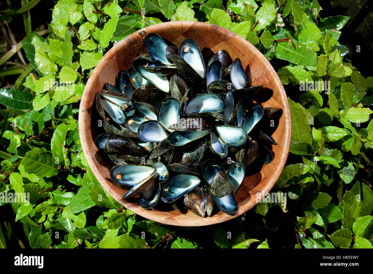 Mussel shells hi-res stock photography and images - Alamy