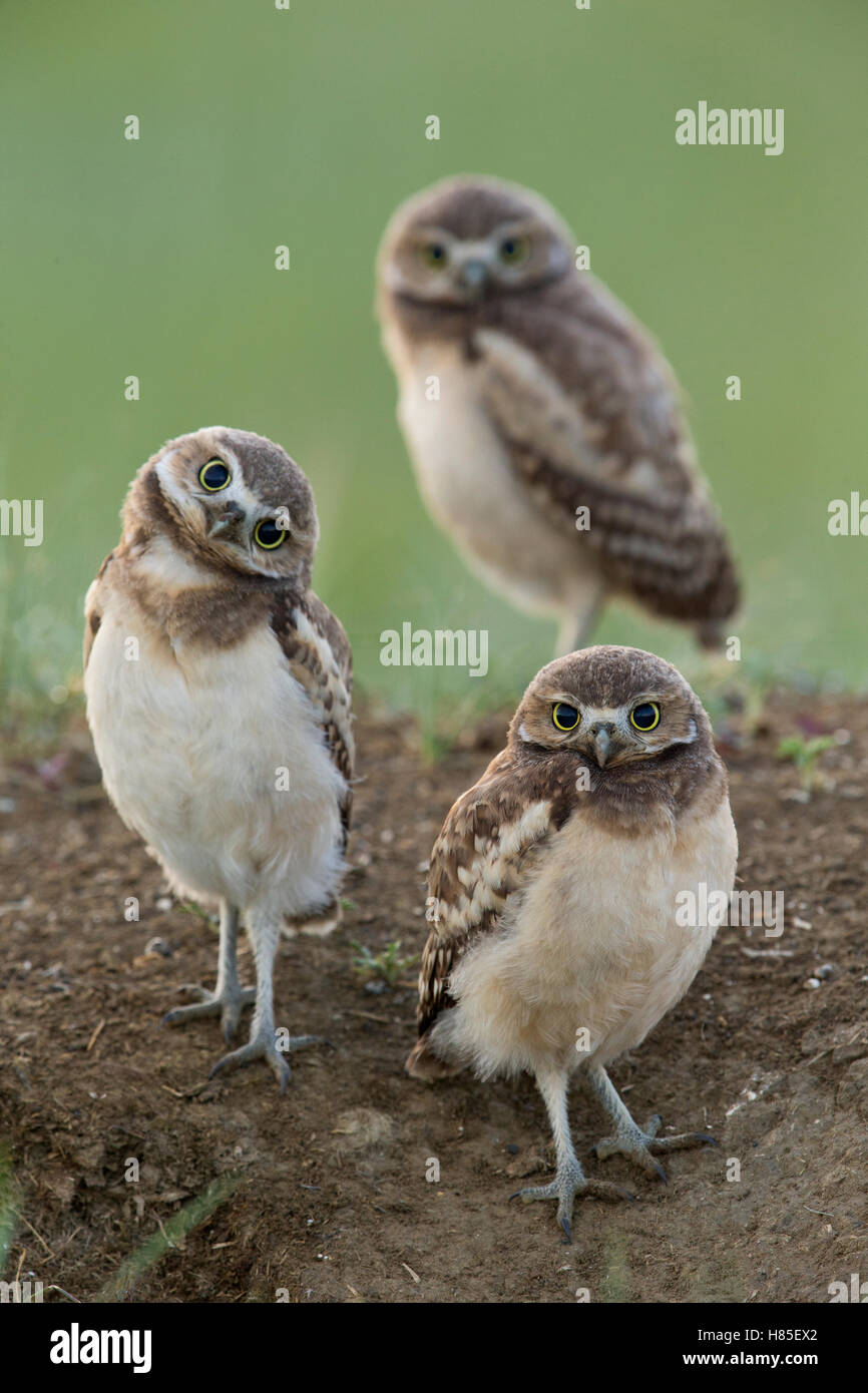 Burrowing Owl (Athene cunicularia) owlets at burrow, Montana Stock ...