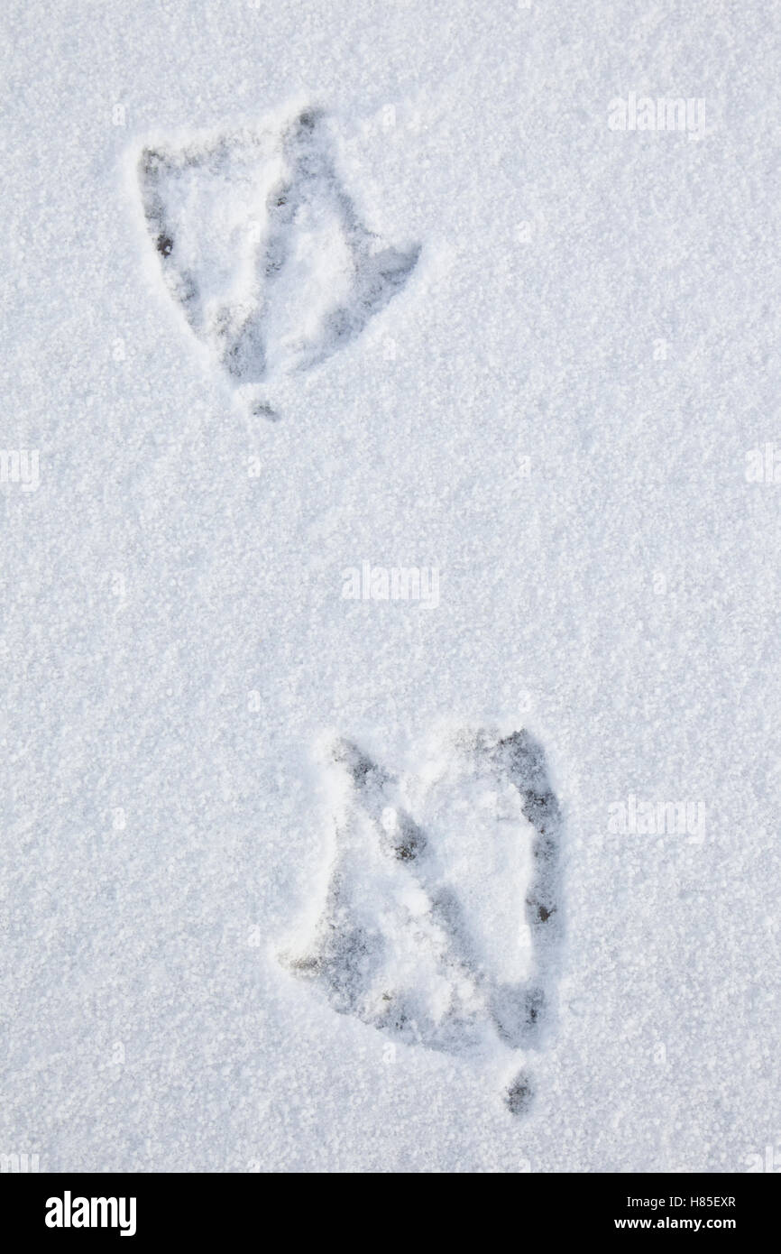 Canada Goose (Branta canadensis) tracks in snow, North America Stock ...