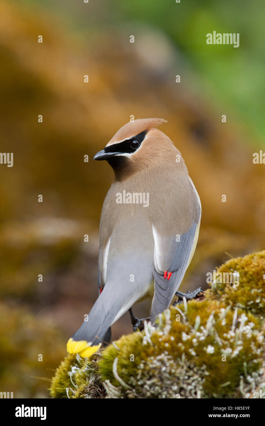Cedar Waxwing (Bombycilla cedrorum), North America Stock Photo - Alamy