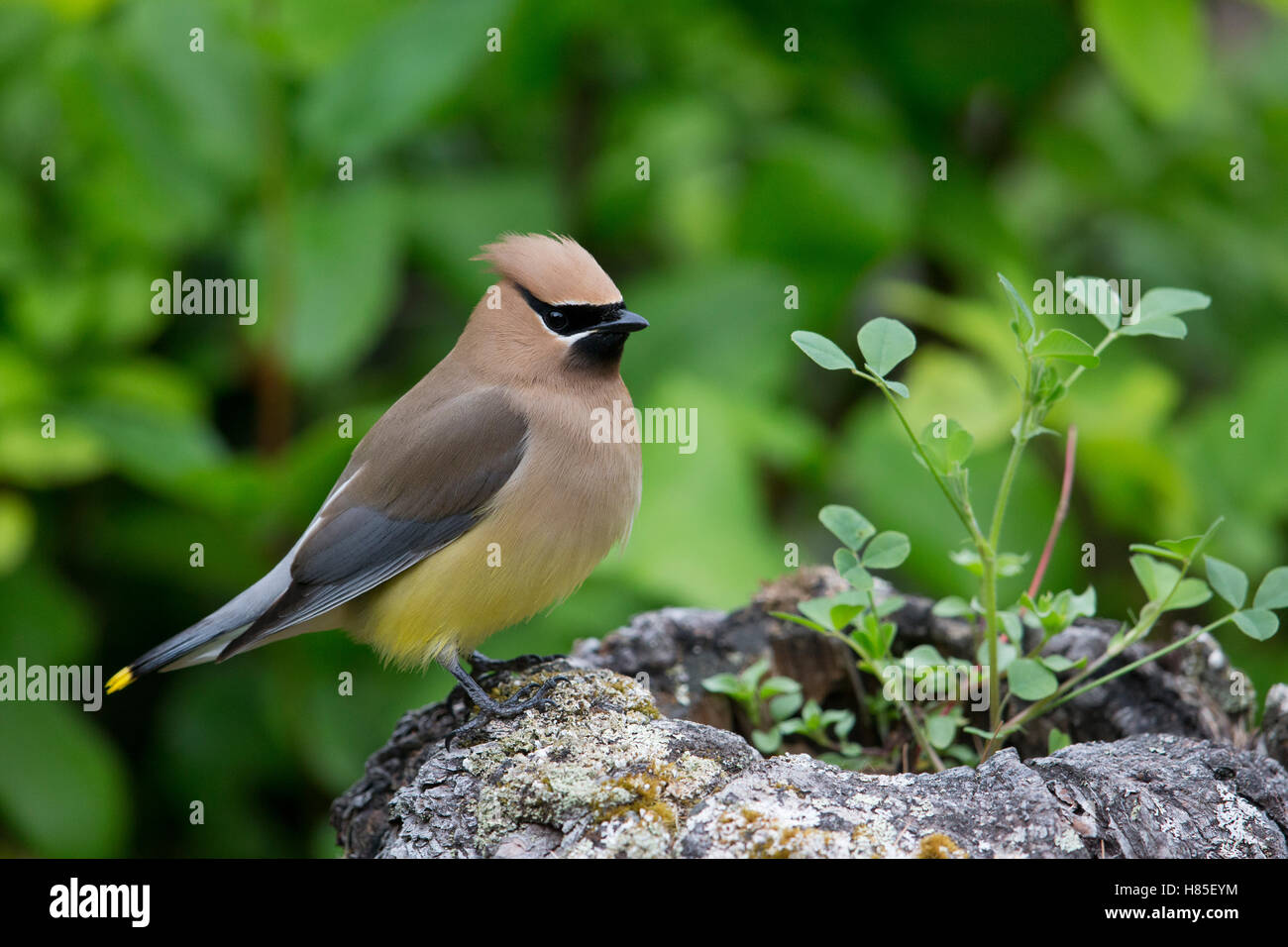 Cedar Waxwing (Bombycilla cedrorum), North America Stock Photo - Alamy