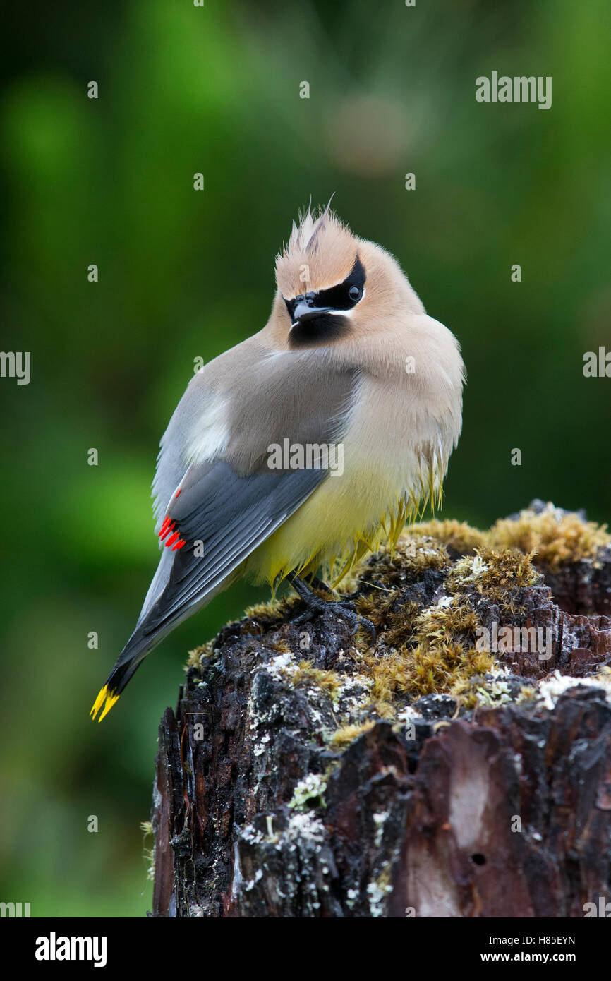 Cedar Waxwing (Bombycilla cedrorum), North America Stock Photo - Alamy