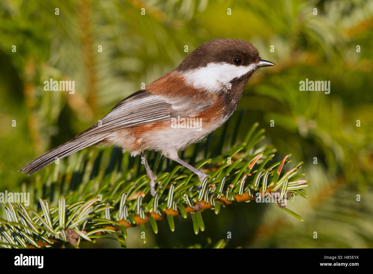 Chestnut-backed Chickadee (Poecile rufescens), North America Stock ...