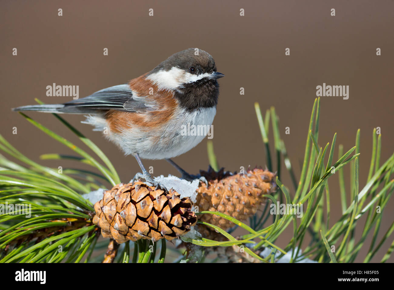 Chestnut-backed Chickadee (Poecile rufescens) on pine cones, North America Stock Photo - Alamy